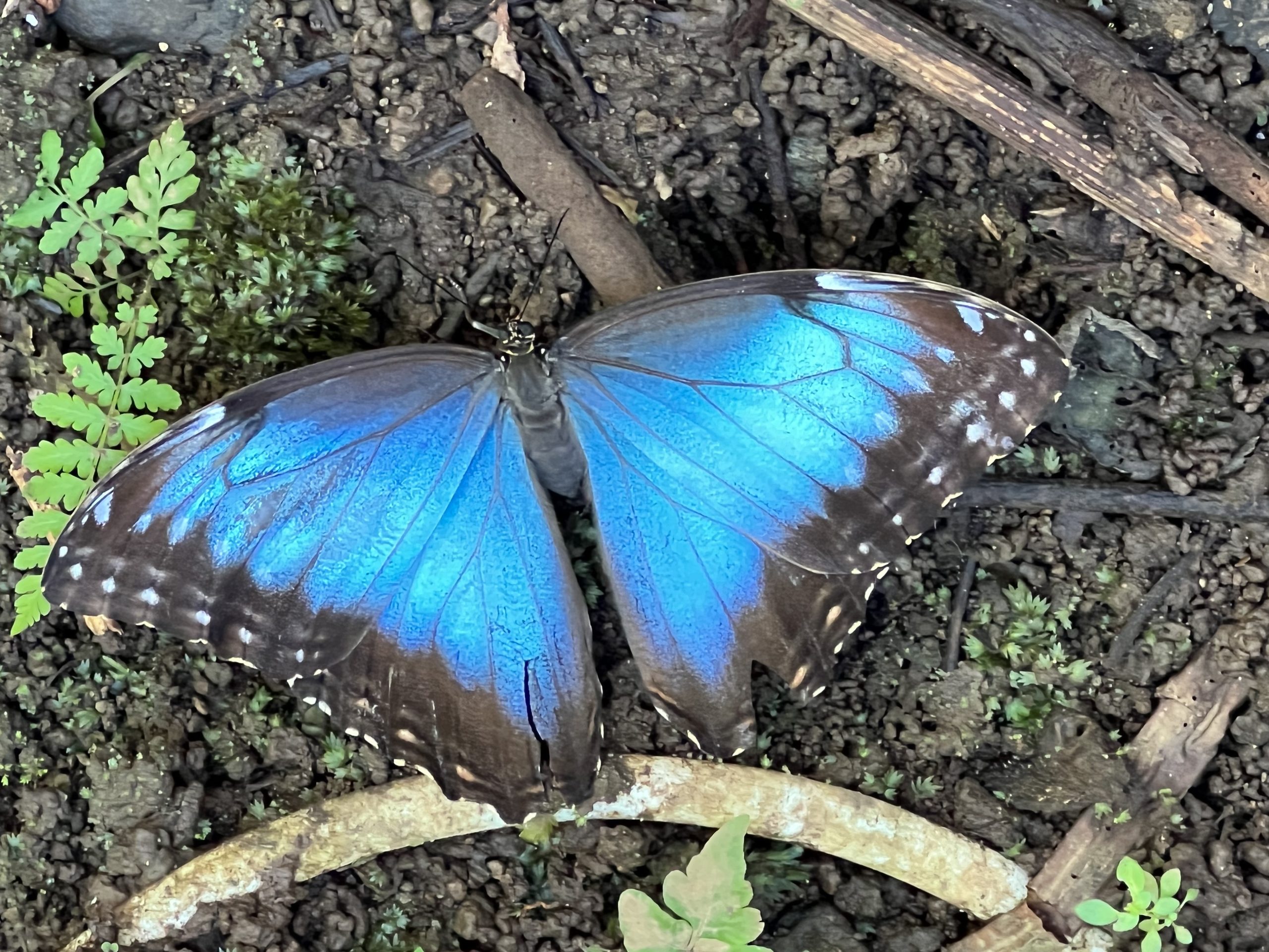 Podcast: Butterfly Pavilion On Butterfly Crisis - Bucket List Community ...